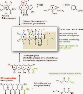 抗生素介紹 Part II：四環黴素（Tetracycline）－嶄新的四環黴素合成方法 - 科學，就是醬